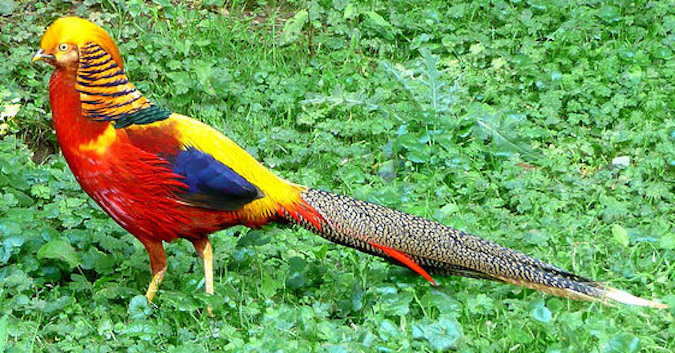 What Do You Know About the Melanistic Mutant Pheasant ? The Special ...