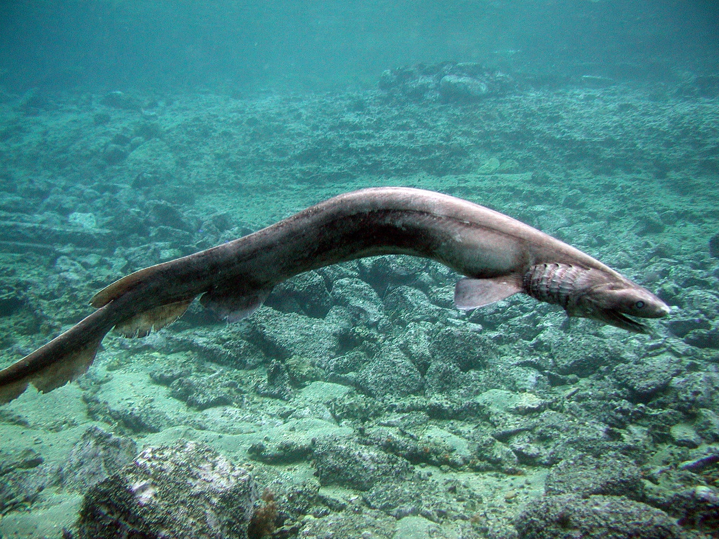 Rare Prehistoric Shark Has 300 Teeth