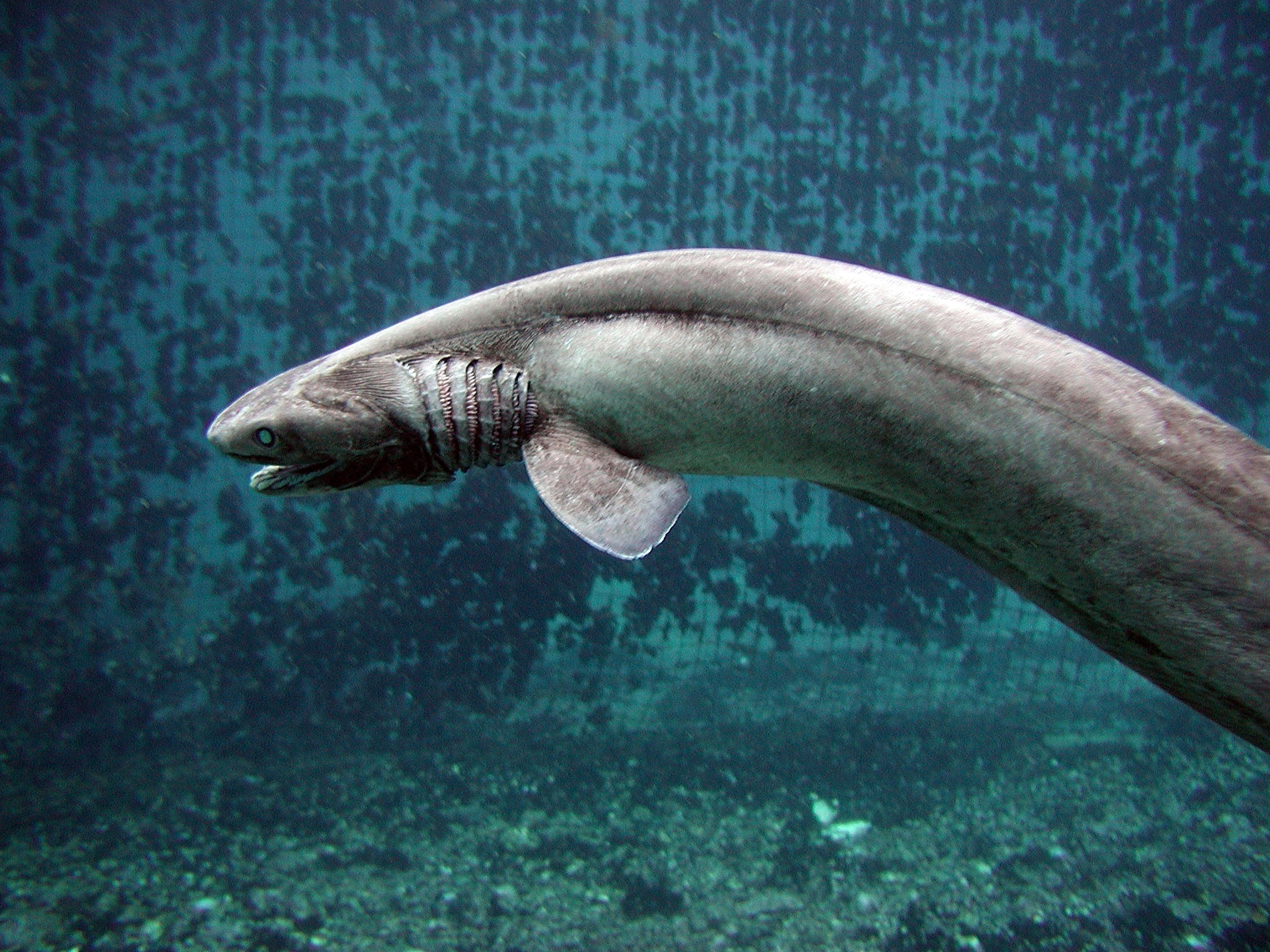 Rare Prehistoric Shark Has 300 Teeth