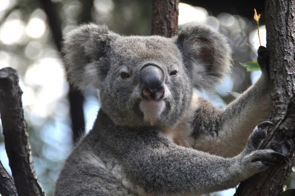 New South Wales Announces Plan to Protect Koala Population With Largest ...