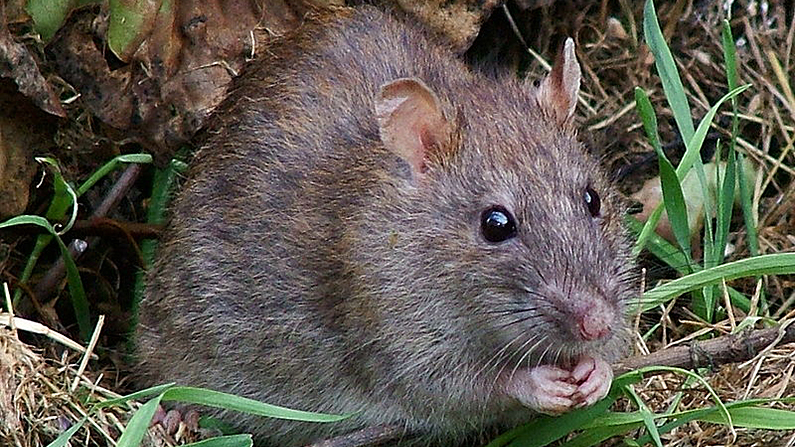 Giant Rats Are Taking Over a Swedish Town
