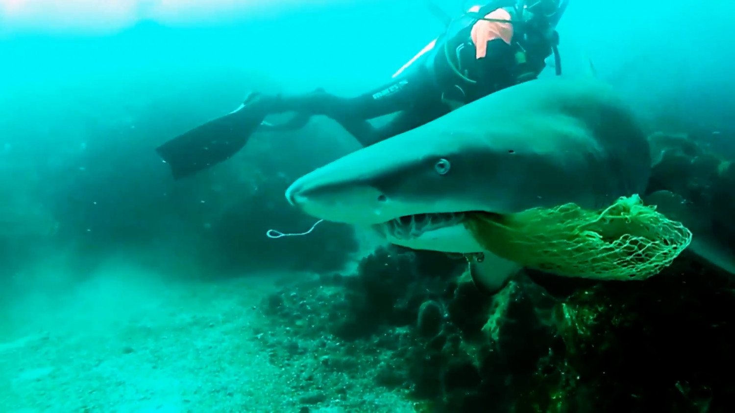 Brave Diver Rescues Shark From Netting: Caught on Camera