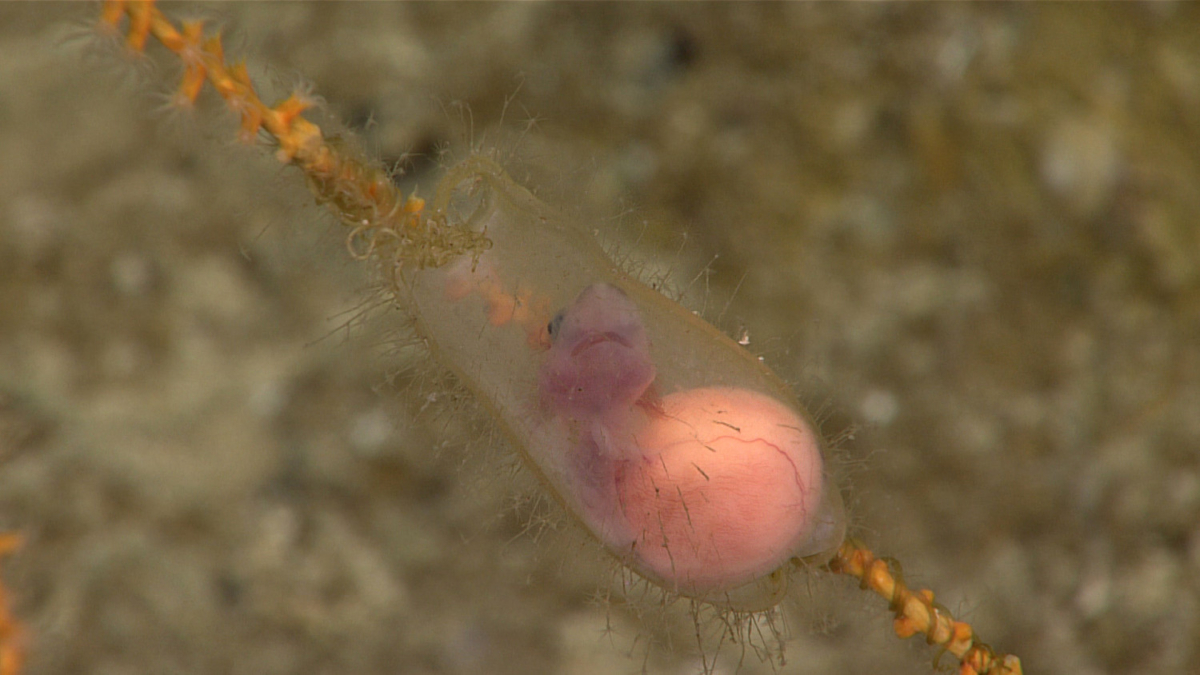 Scientists Share Amazing Images From Deep-Water Probes in Caribbean Waters