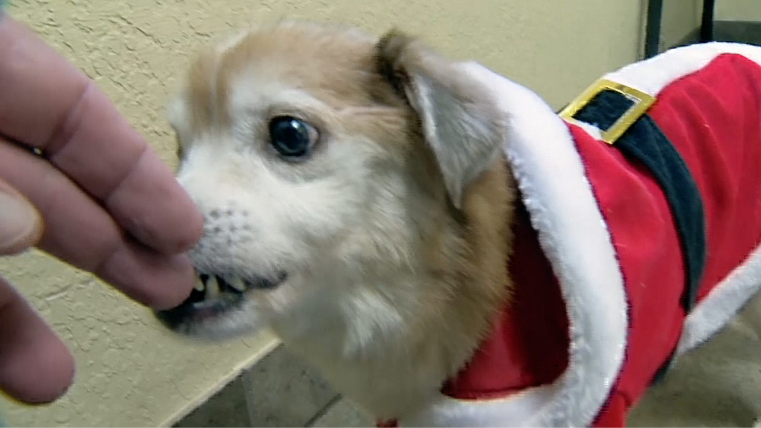 Dog Without Nose Is Searching for His ‘Fur-Ever’ Home