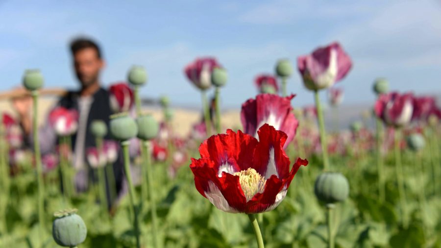 Opium-Addicted Parrots Raid Poppy Crops in India