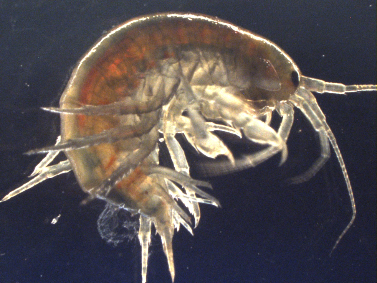 Scientists Find Cocaine in Shrimps in UK Rivers