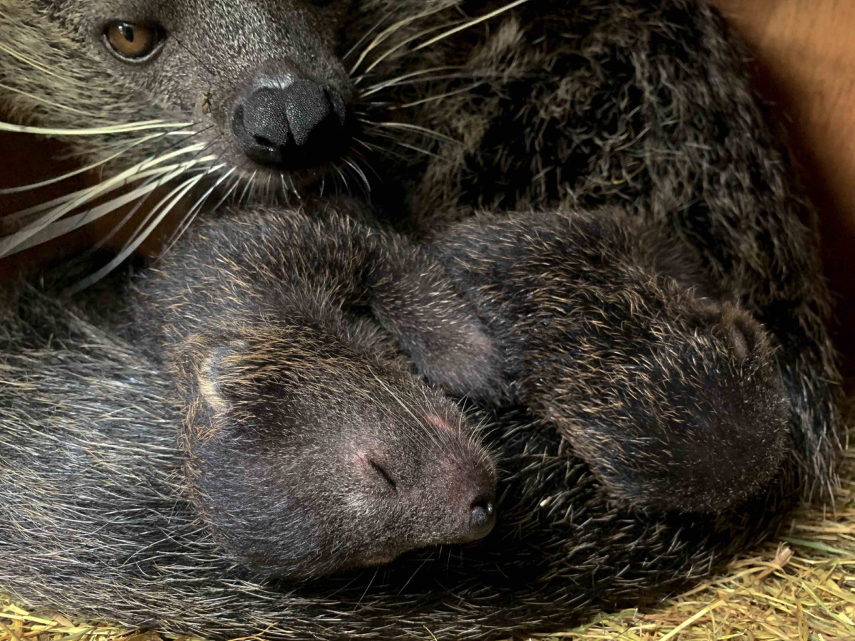 Perth Zoo Welcomes Rare Newborn Cubs and Kits