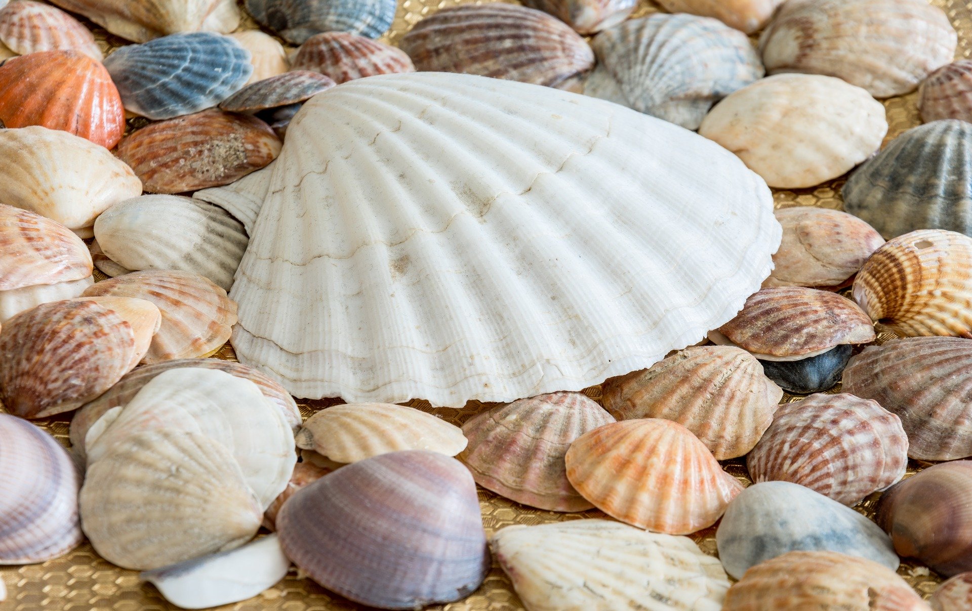 North Carolina Beaches Become Seashell Paradise During CCP Virus Pandemic