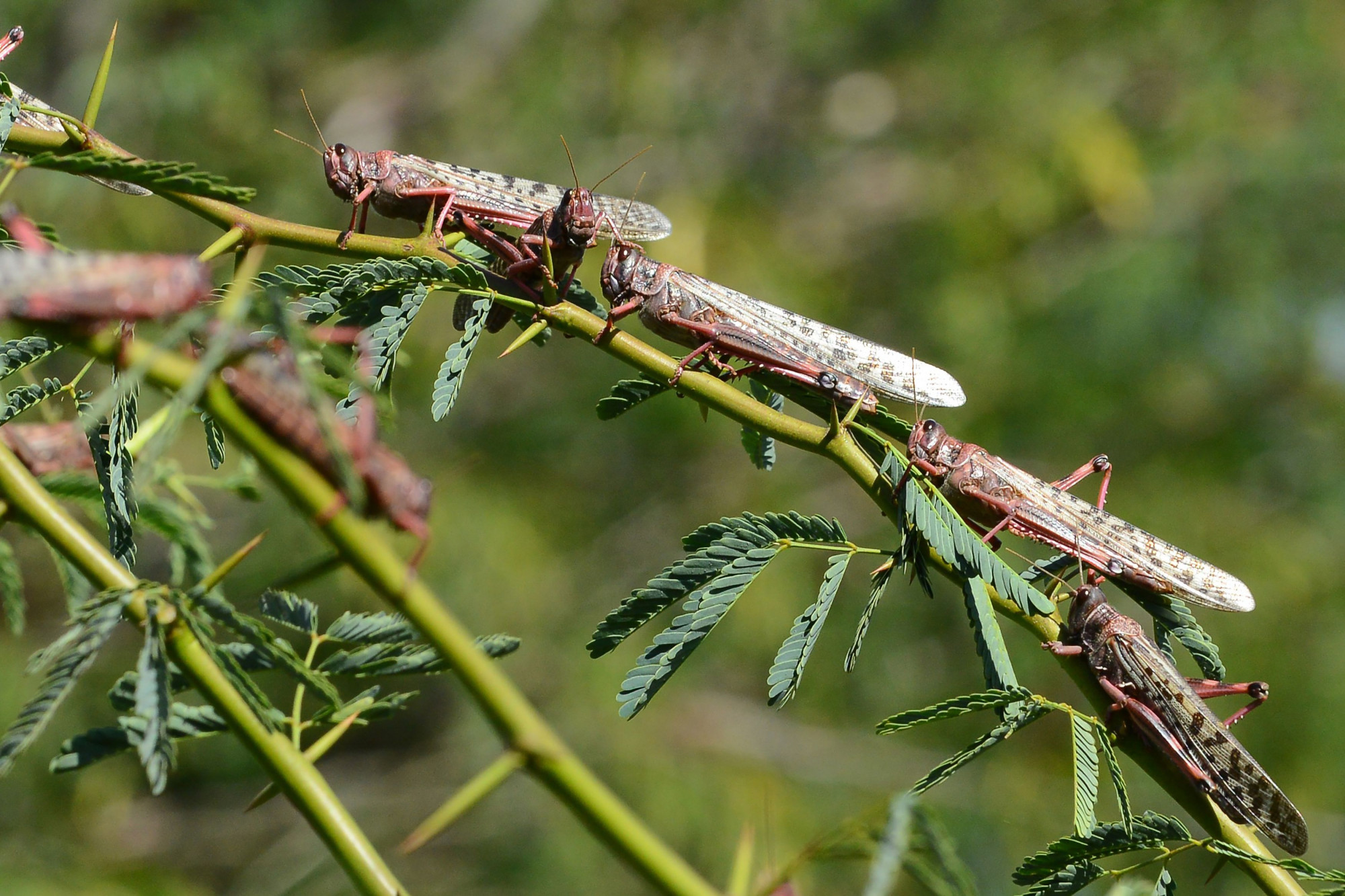 China’s Locusts Plague Worsens, Crops Impacted China’s Locusts Plague Worsens, Crops Impacted