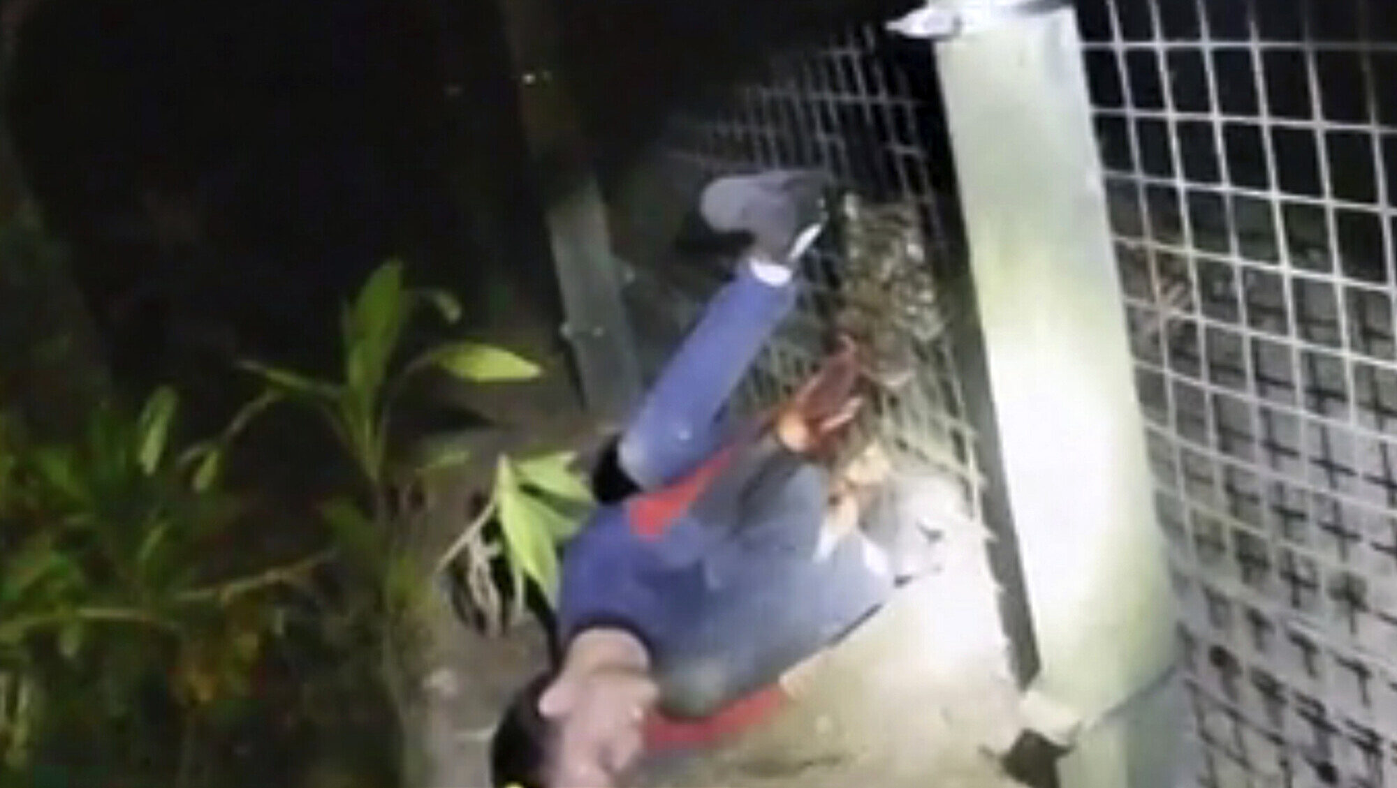 As Prosecutors Mull Charges in Naples Tiger Attack, Zoo Chief Says He ...