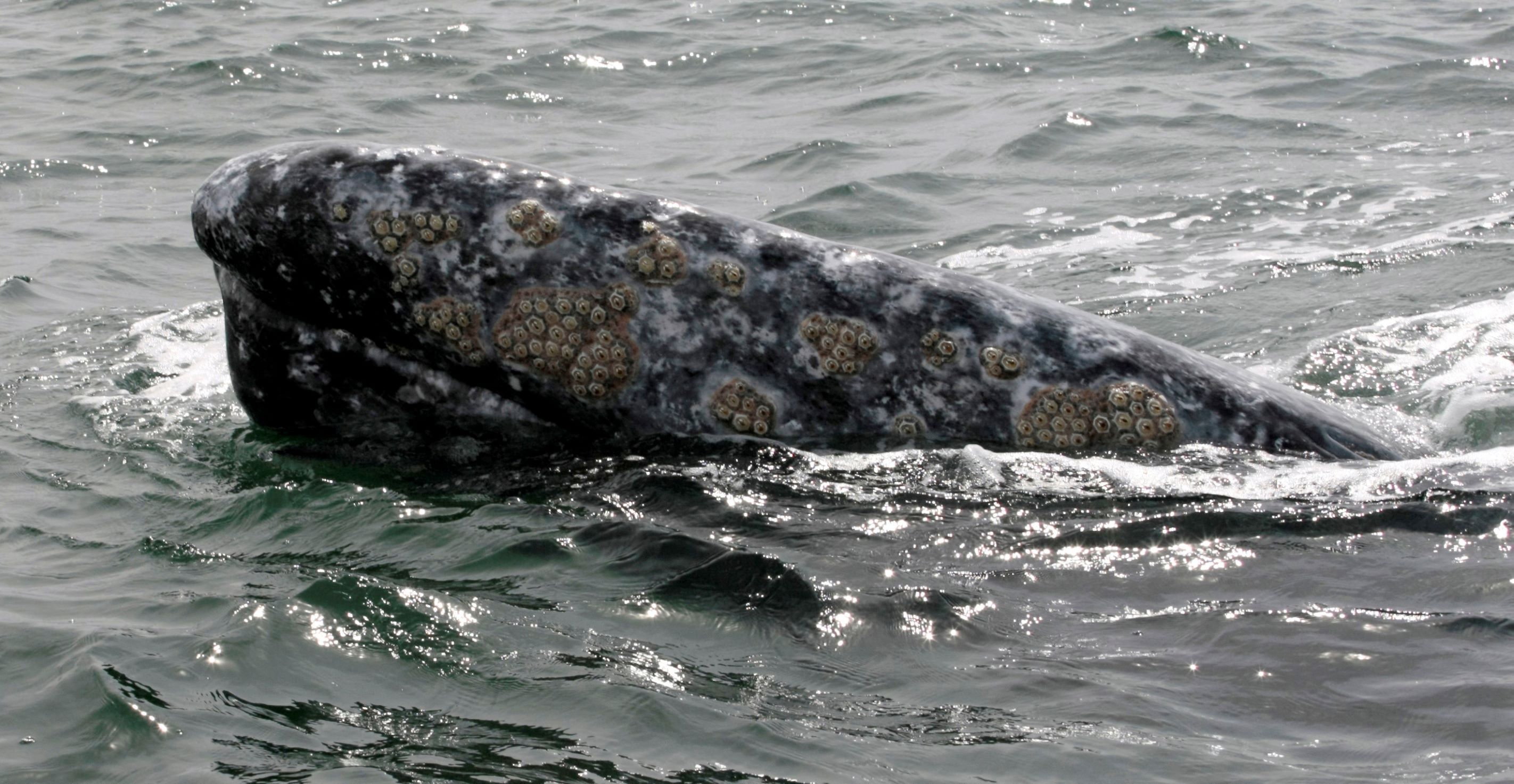 Gray Whale Numbers Along North America’s West Coast Down Nearly 40 ...